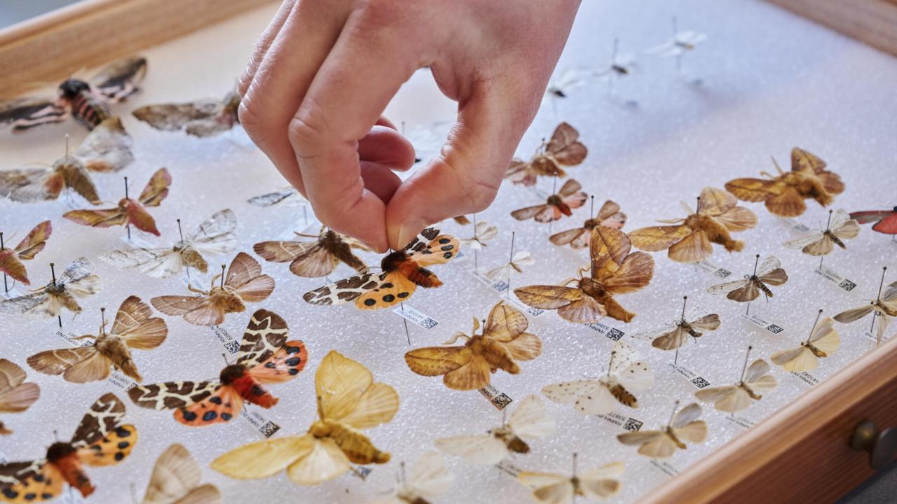 Collection | Naturalis